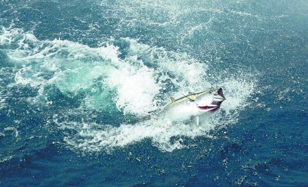 Azti estudió la abundancia de atún rojo en el Golfo de Bizkaia | El ...