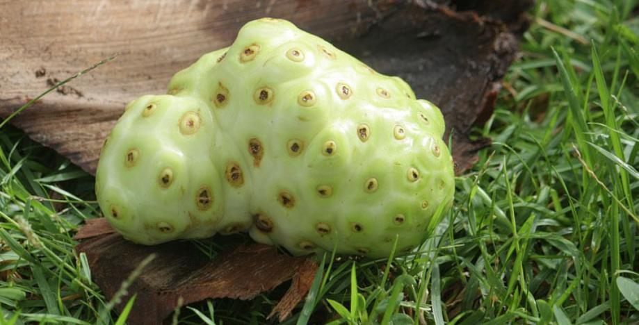 El noni, un superalimento con múltiples beneficios | El Diario Vasco