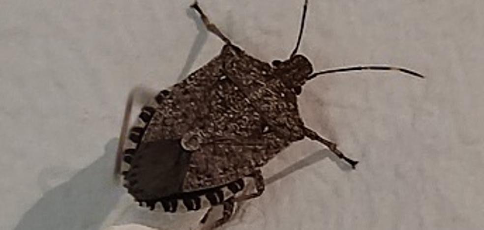 El chinche apestoso marrón, un visitante inesperado del 'veroño' en ...